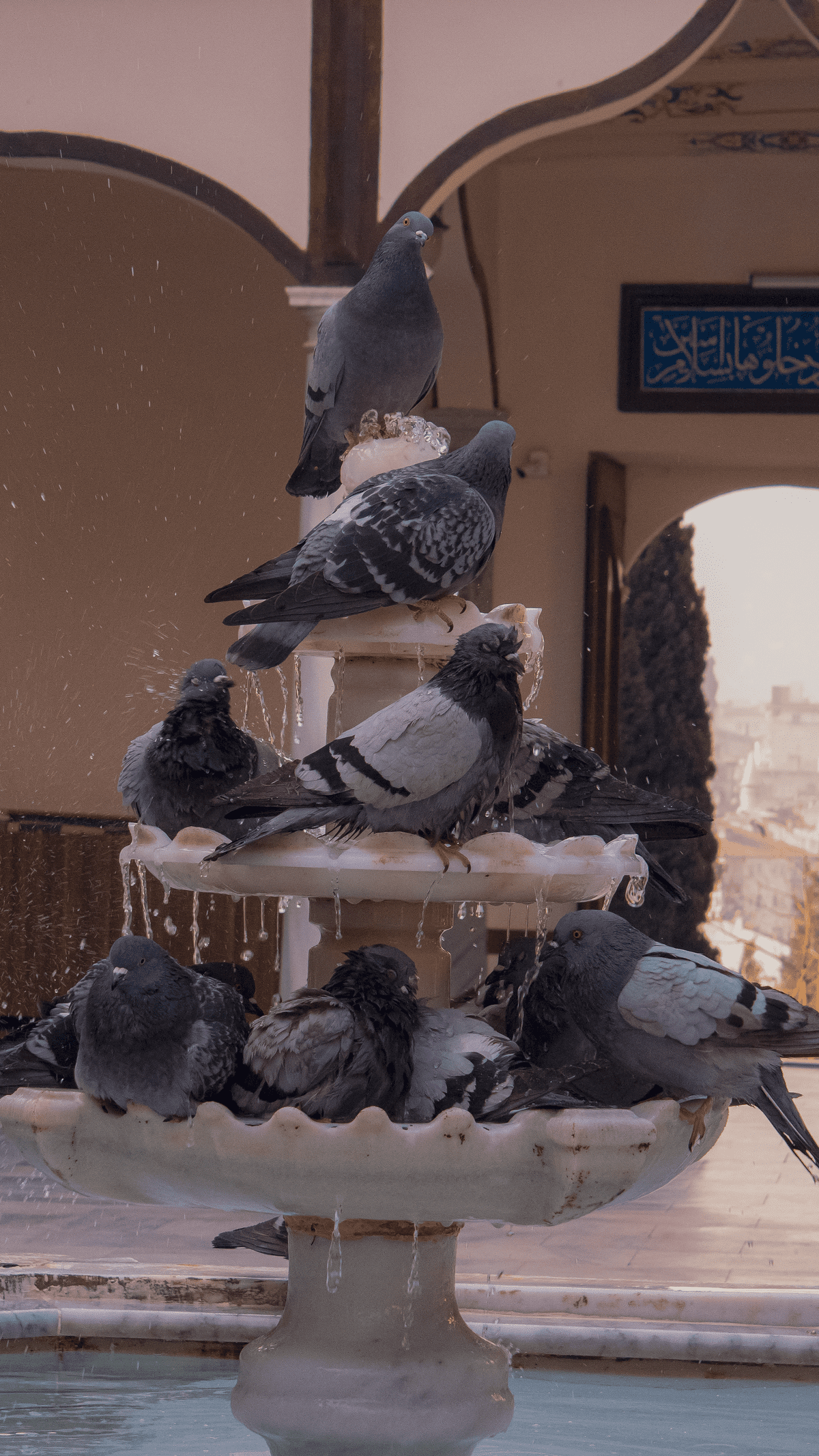 صور