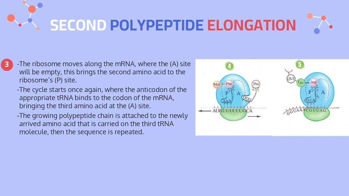 Protein synthesis - صور